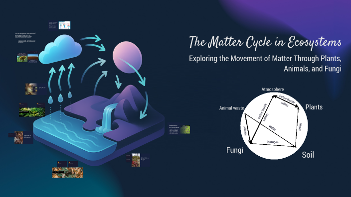 The Matter Cycle in Ecosystems by Shelby Hinton on Prezi