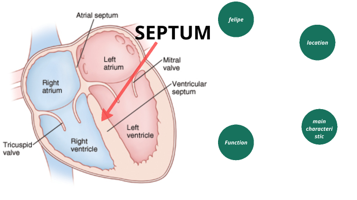 septum by timoteo medina on Prezi