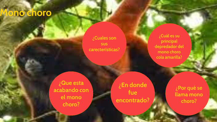 Mono choro by Jhosuae López on Prezi