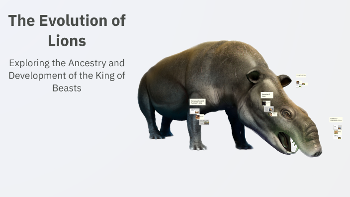The Evolution of Lions by Liv boye sparre on Prezi