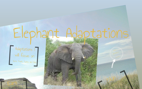 Adaptation Of Elephant