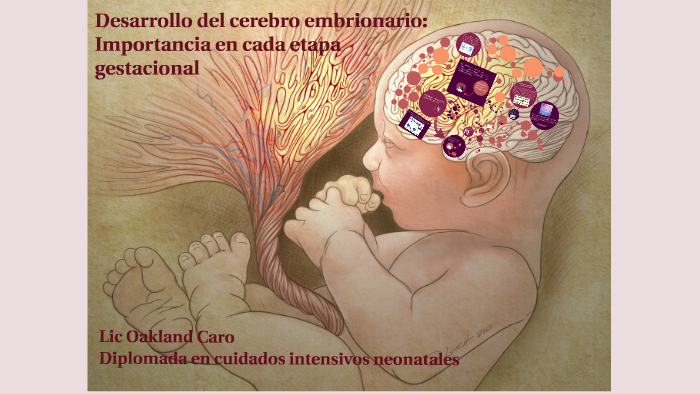 Desarrollo del Cerebro embrionario. by Oakland Caro on Prezi