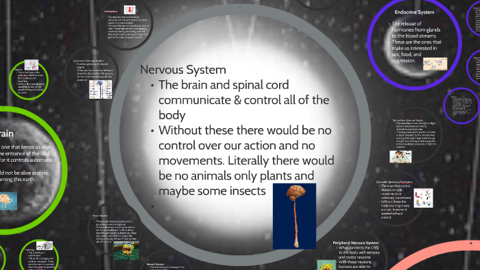 Brain concept map by Daniela Diaz Martinez on Prezi