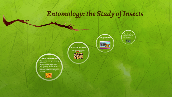 Entomology: the Study of Insects by Karen Attebery on Prezi