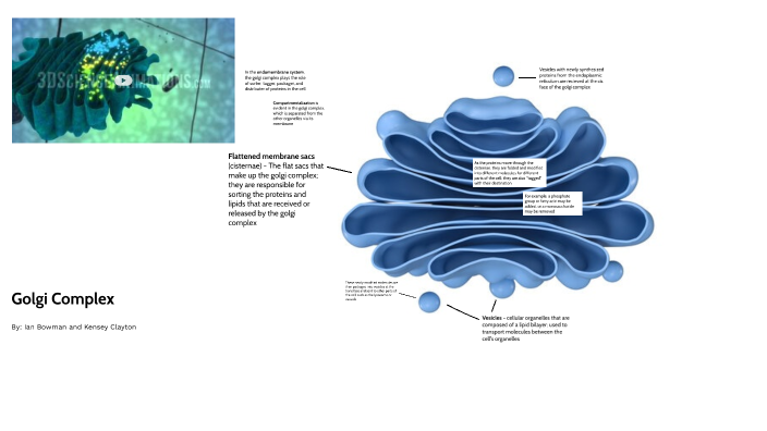 AP Bio Golgi Complex by Ian Bowman on Prezi