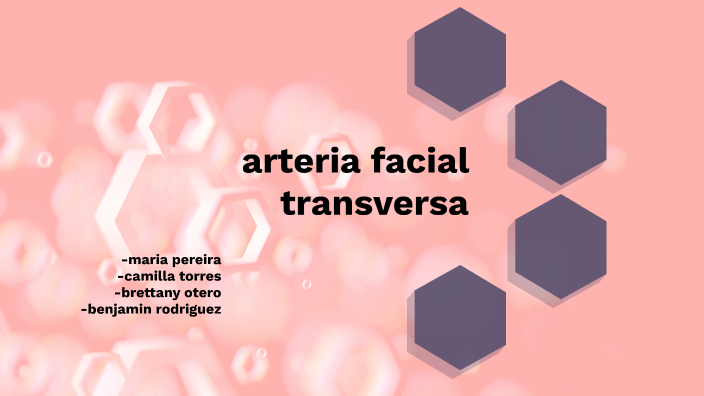 arteria facial transversa by Maria Esther Pereira on Prezi