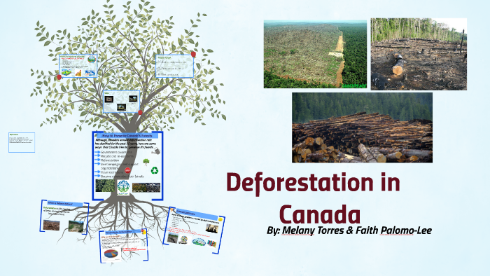Deforestation in Canada by on Prezi