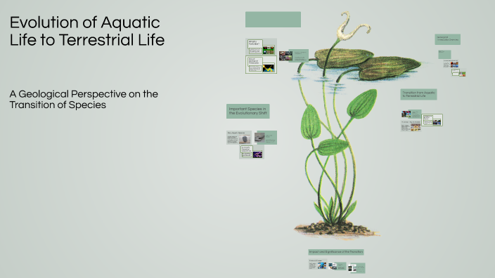 Evolution of Aquatic Life to Terrestrial Life by Baylee Marchant on Prezi
