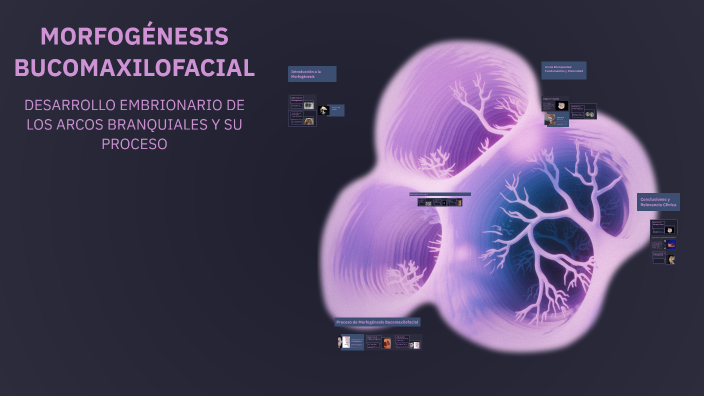 MORFOGÉNESIS BUCOMAXILOFACIAL by Regiduría Jiquipilas on Prezi