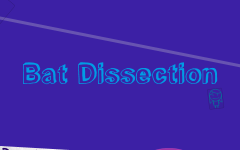 Bat Dissection by Haili Wimer on Prezi