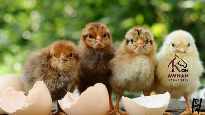 Chick Recieving - Dr. Hamada Abass by HaMaDa RaGaB on Prezi