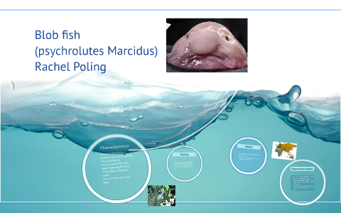Blobfish by on Prezi