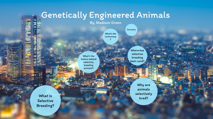 Genetically Engineered Animals. by Madison Green on Prezi