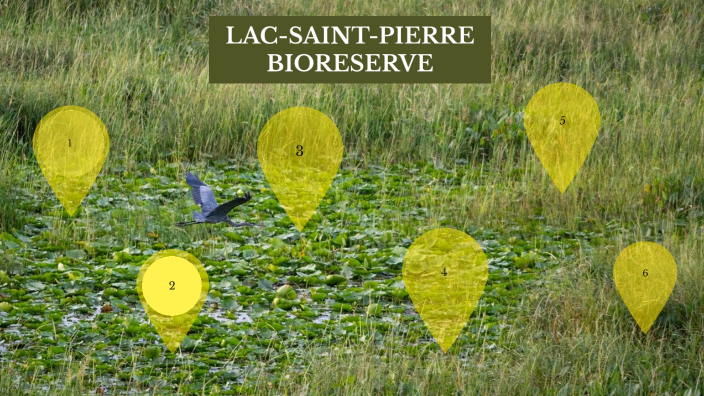 Ecosystem Processes Bioreserve by Jahreleaseya Lehmann-Simpson on Prezi