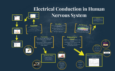Electrical Conduction in Human Nervous System by Kate Albretsen on Prezi