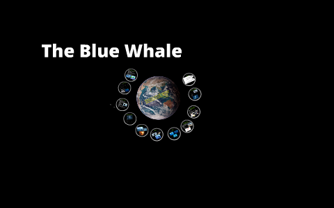 Blue Whales by Laura Rao