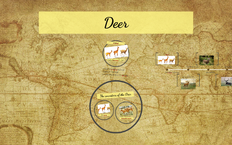 Deer by Palmer Erb on Prezi
