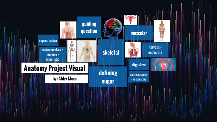 Anatomy Project Visual Presentation by Abby Moen