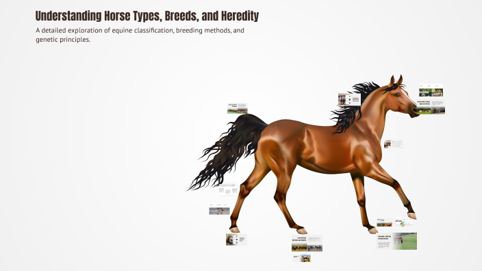 Understanding Horse Types, Breeds, and Heredity by stephanie ...