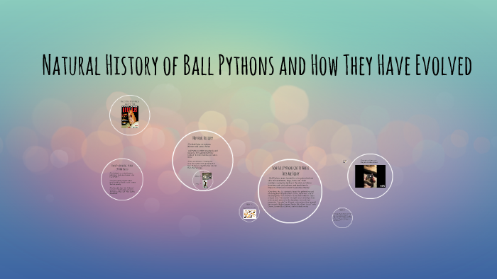Natural History Of Ball Pythons And How They Have Evolved By Hannah Christine On Prezi