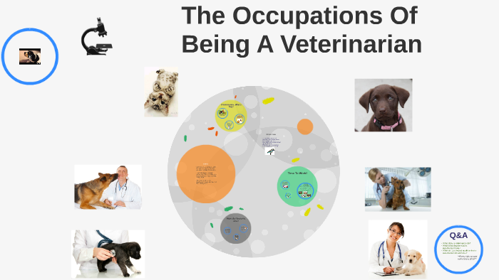 The Occupations Of Being A Veterinarian by Queen Jayy on Prezi