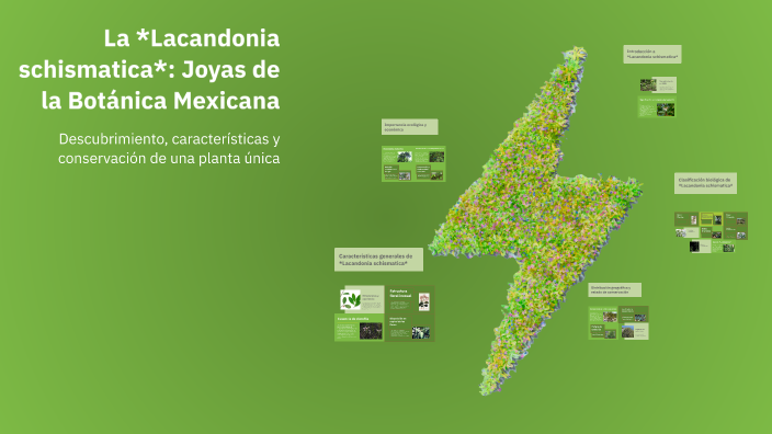 La *Lacandonia schismatica*: Joyas de la Botánica Mexicana by RUIZ ...