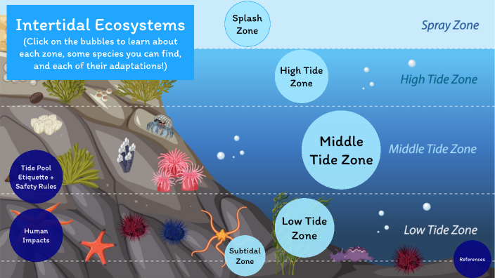 The Rocky Intertidal Ecosystem by Natisha Patirupananda on Prezi