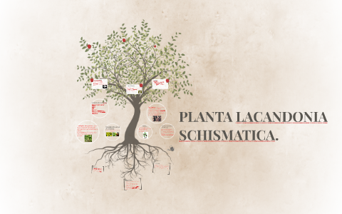 PLANTA LACANDONIA SCHISMATICA. by Areely Ferraeezh on Prezi