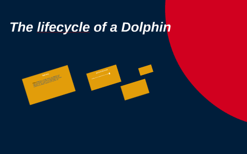 The lifecycle of a Dolphin by tiesha stewart