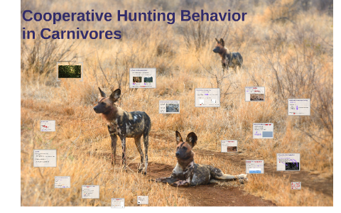 Cooperative Hunting in carnivores by Carina Hofmeister on Prezi