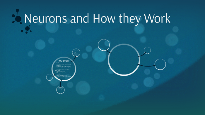 Neurons and How they Work by Alison Seaman on Prezi
