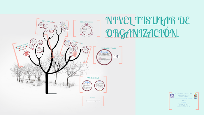 Nivel tisular de organización. by Allan Pretel on Prezi