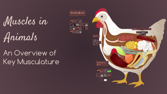 Muscles in Animals by Ahmed Hossam on Prezi