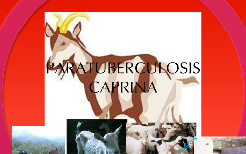 PARATUBERCULOSIS CAPRINA by Prisila De la torre on Prezi