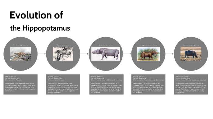 Evolution of Hippopotamus by Grant Marx on Prezi