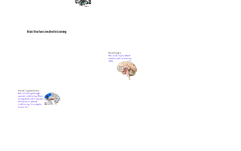 Brain Structures involved in Learning by Travis Clark on Prezi