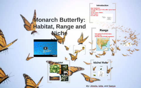 MONARCH BUTTERFLY : Habitat, Range, and Niche by Almira Nawaz on Prezi