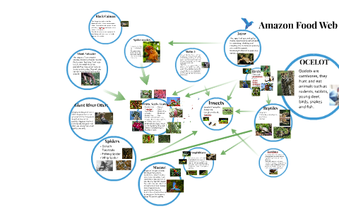 Amazon Food Web by Victoria Jackson on Prezi