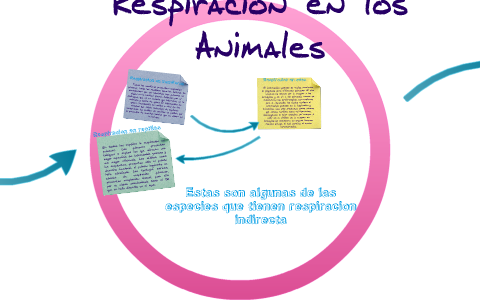 RESPIRACION DIRECTA EN LOS ANIMALES by MaFe Cruz on Prezi