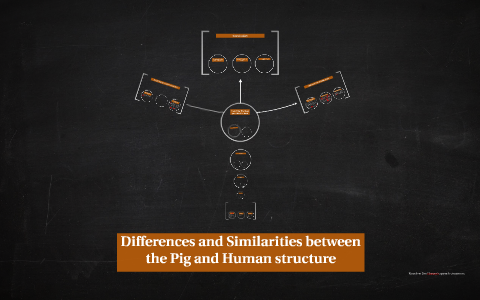 Differences and Similarities between the Pig and Human struc by Nicole ...