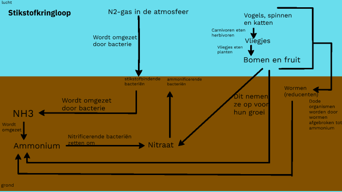 Stikstofkringloop by Lieke Goldenstein on Prezi