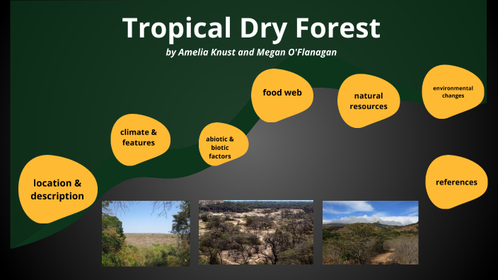 tropical dry forest by Amelia knust on Prezi