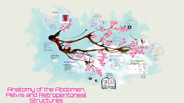 Anatomy of the Abdomen, Pelvis and Retroperitoneal Structure by Rachel ...