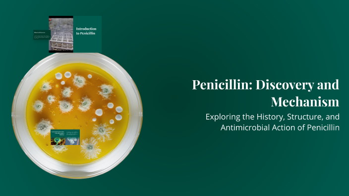 Penicillin: Discovery and Mechanism by Said Ahmad on Prezi