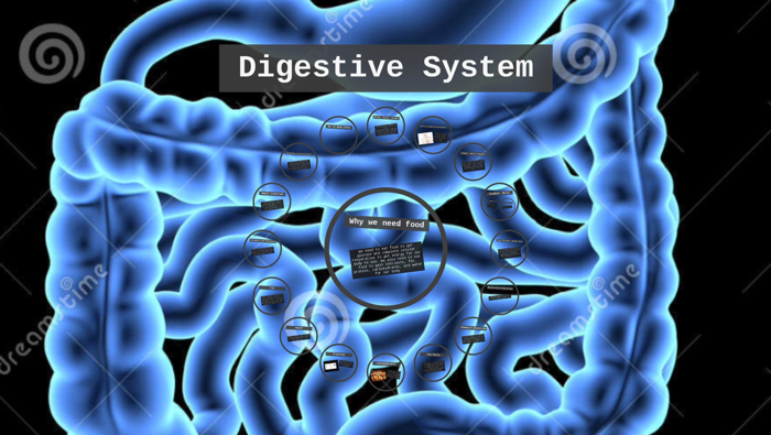 Digestive System by Susan Musco on Prezi