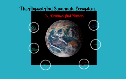 The Savannah And Abyssal Ecosystems by Micheal Windom on Prezi