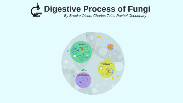 Digestive Process of Fungi by Brooke Olson on Prezi