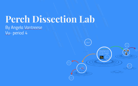 Perch Dissection Lab by Angela Vantreese on Prezi
