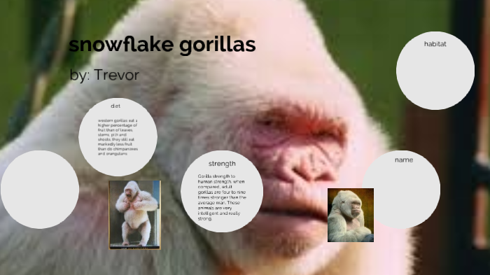 snowflake gorillas by Trevor Rutledge on Prezi