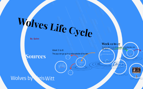 Wolves' Life Cycle by Gracie Matteson on Prezi